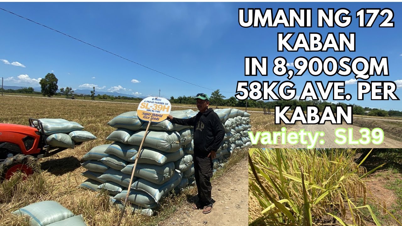 UMANI NG 172 KABAN SA 8,900sqm AT PANALO SA TANIM NA MANGGA SA PALAYAN ...