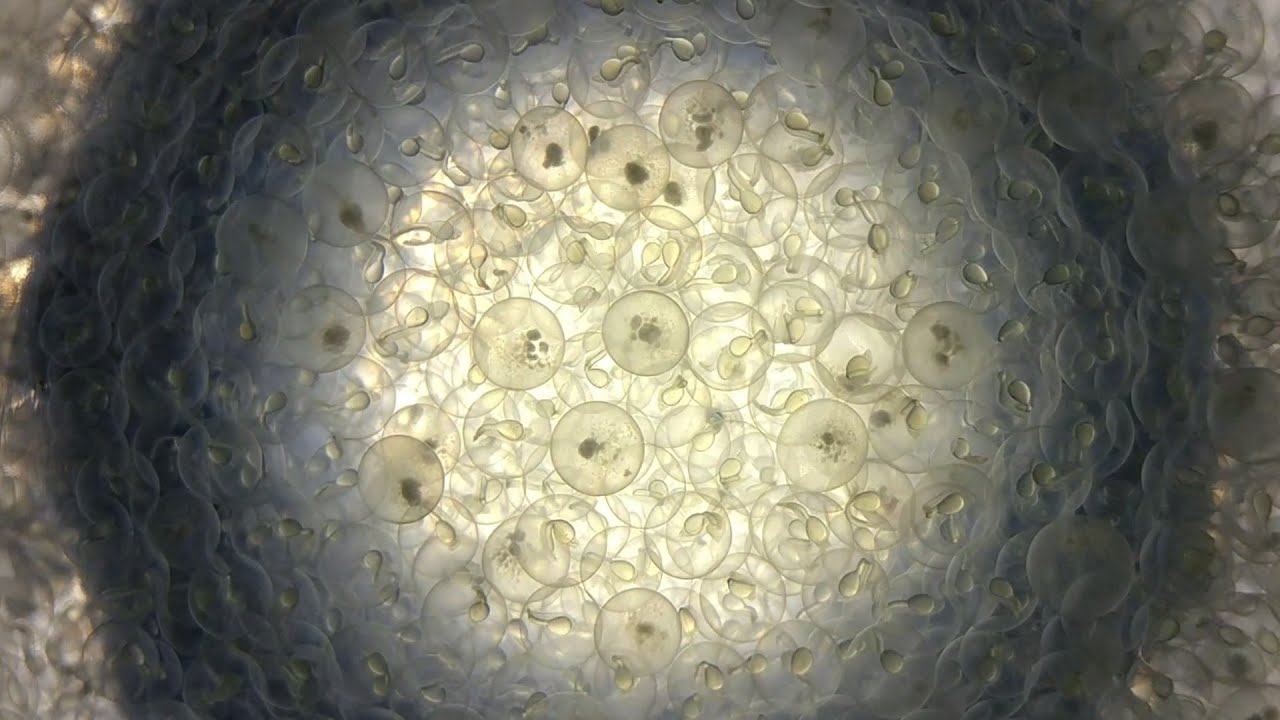 Fish Egg Before Hatching In The Incubator #1 - YouTube