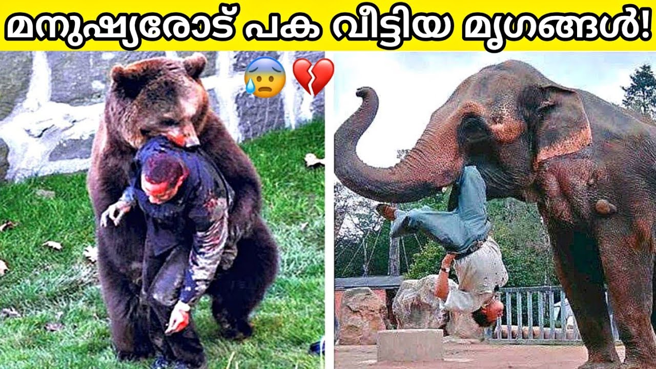 Animals That Took Revenge On Humans ! - YouTube