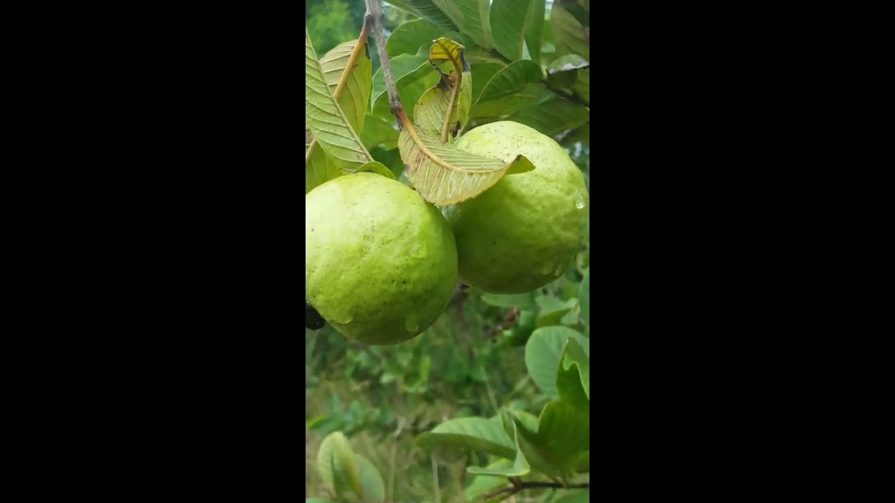 Our Guava Garden 4K vertical video - YouTube