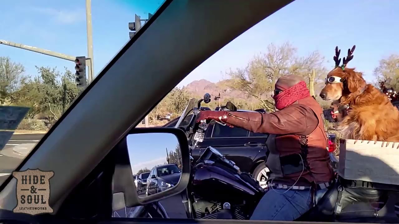 Caleb (GOLDEN RETRIEVER) Christmas Time Bike Ride - YouTube