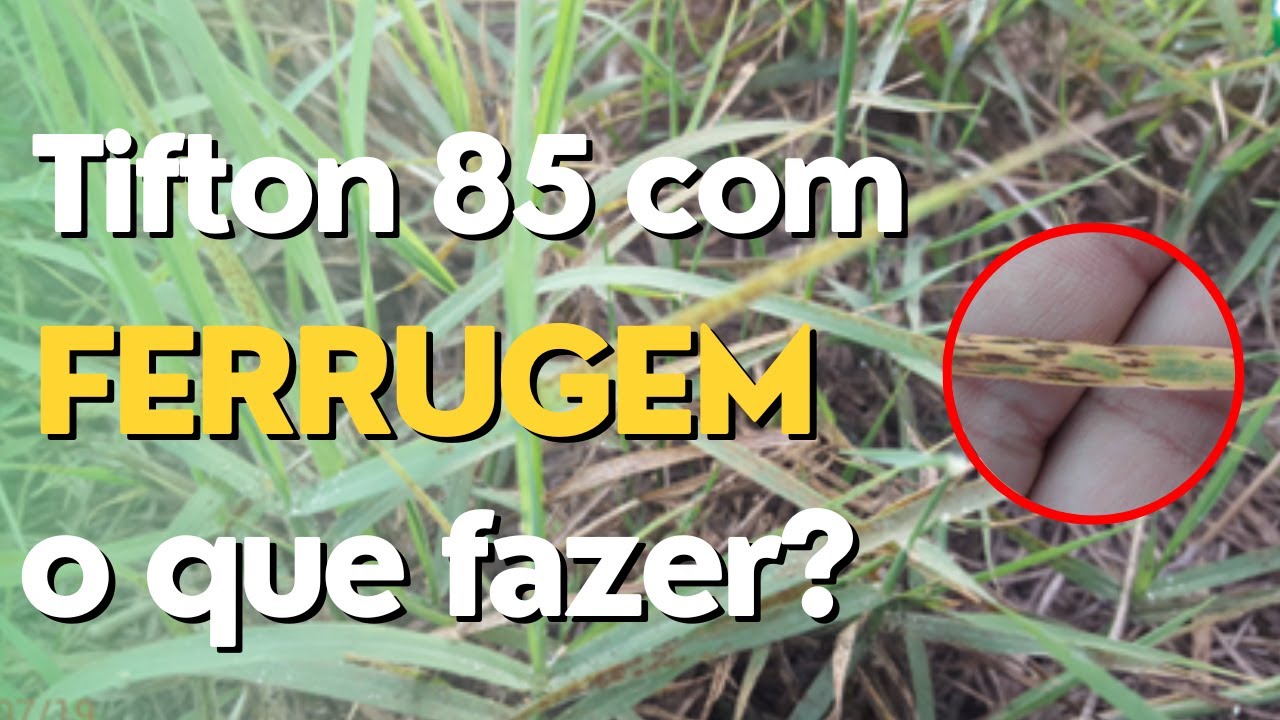 Tifton 85 Está Com Ferrugem! O Que Devo Fazer? Ep#135 - YouTube