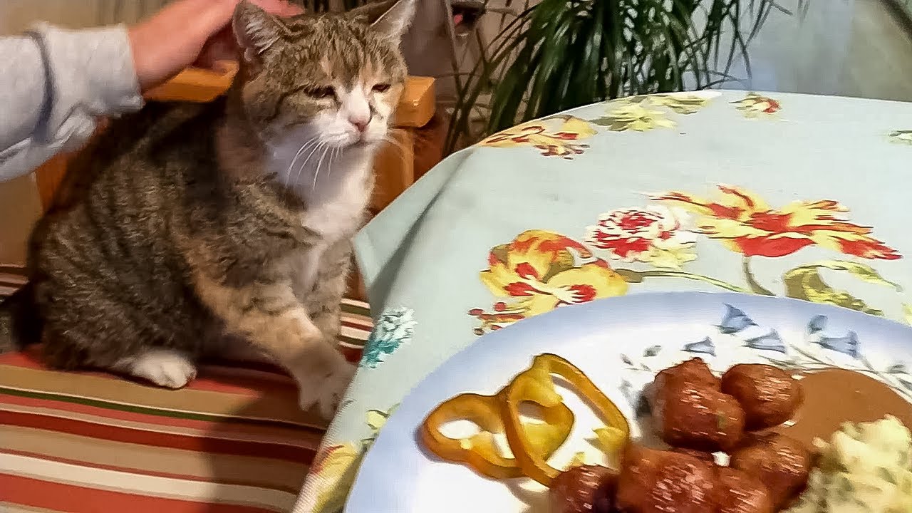 Miisu 17: What does a cat do when her humans are eating meatballs ...