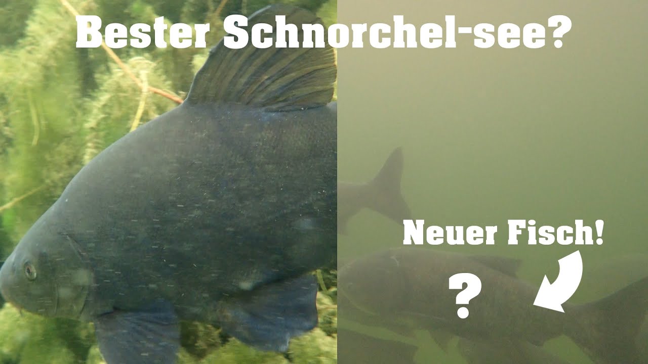 Der BESTE Schnorchelsee Deutschlands? | Riesen-Hecht + Neue Riesen ...