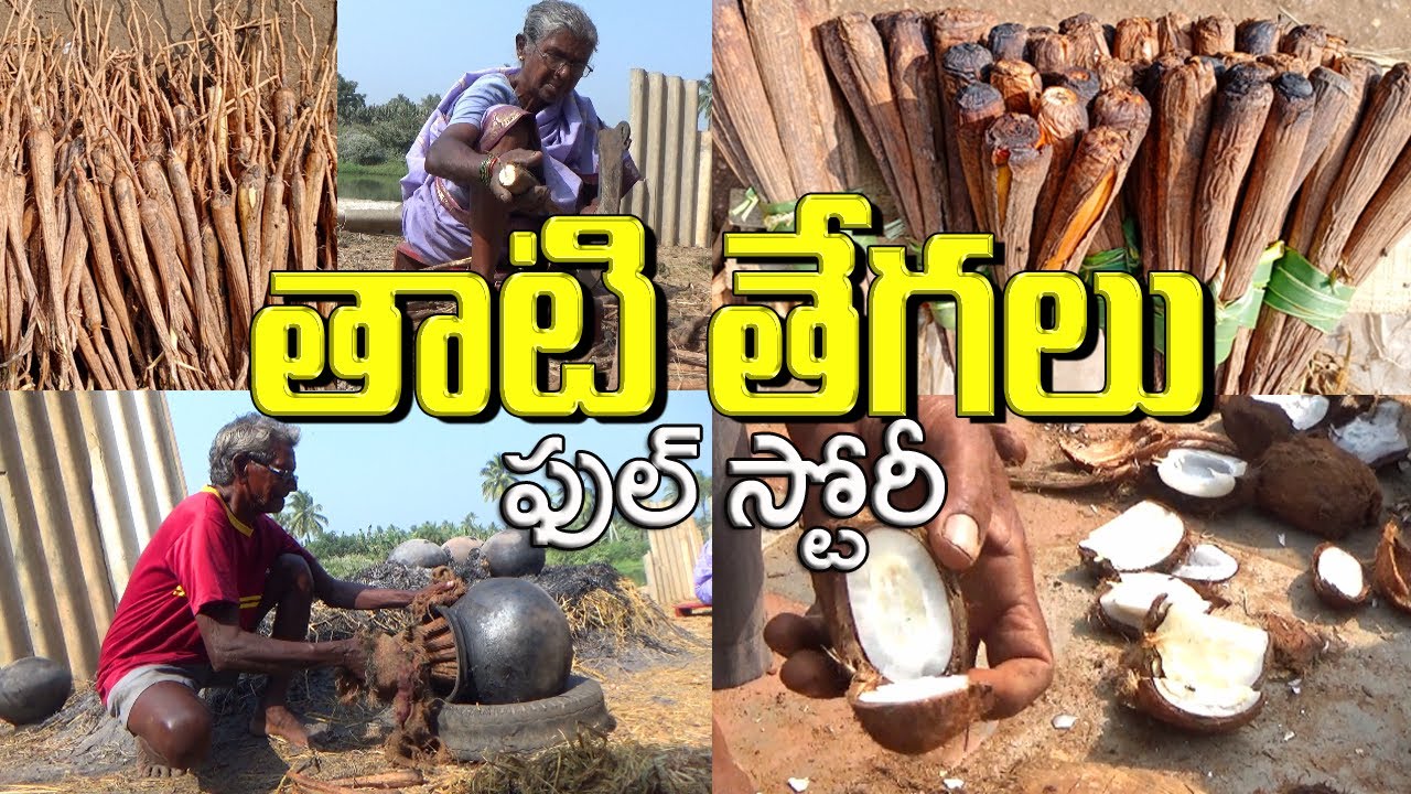 తాటి తేగలు ఫుల్ స్టోరీ Tati Tegalu - Tender palm shoots - Godavari ...