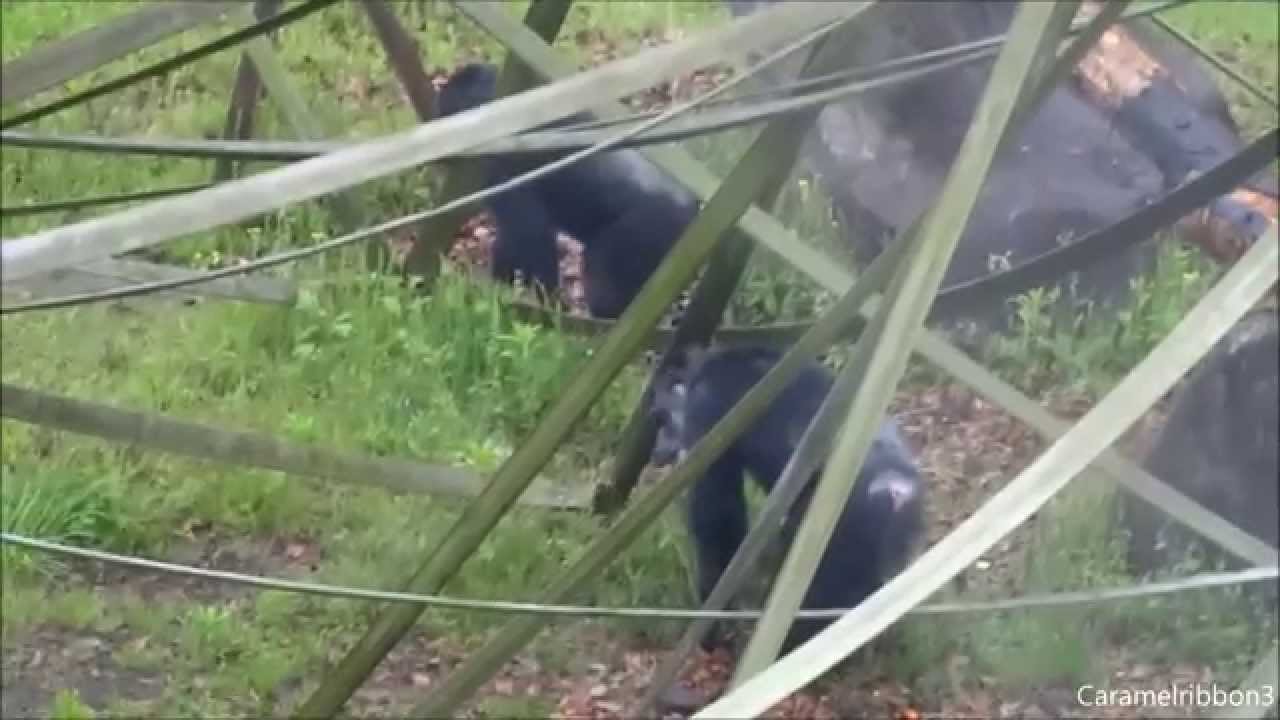 Chimps playing and chasing at Kumamoto City Zoo - YouTube