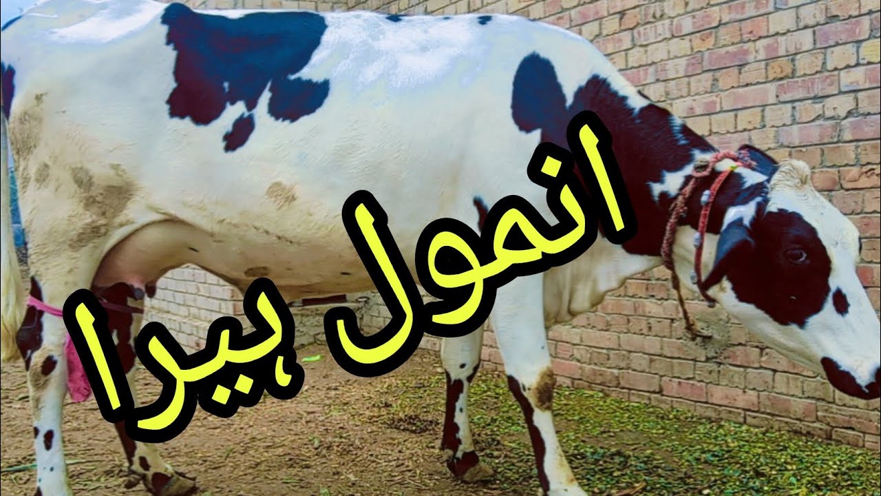 cholastani frezan cross cow fore sale in pakkistan (03057194995)on ...