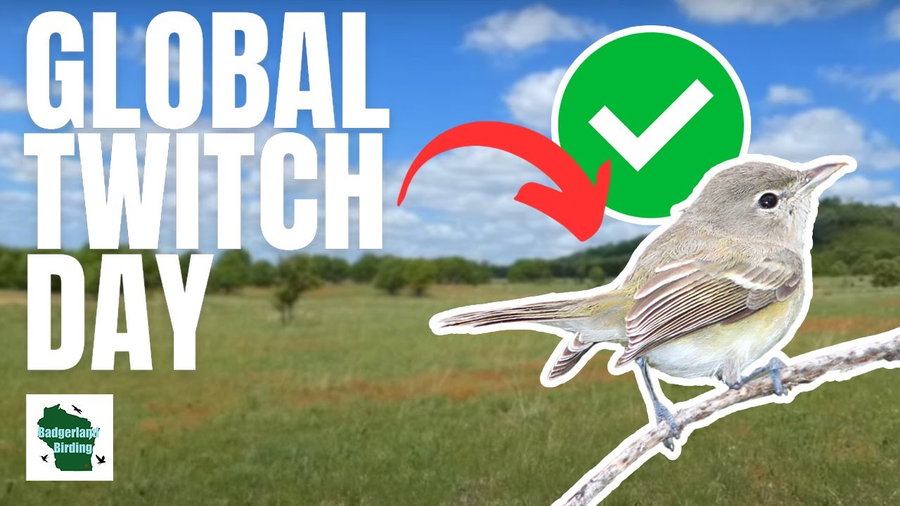 Finding RARE Birds in the Midwest! - YouTube