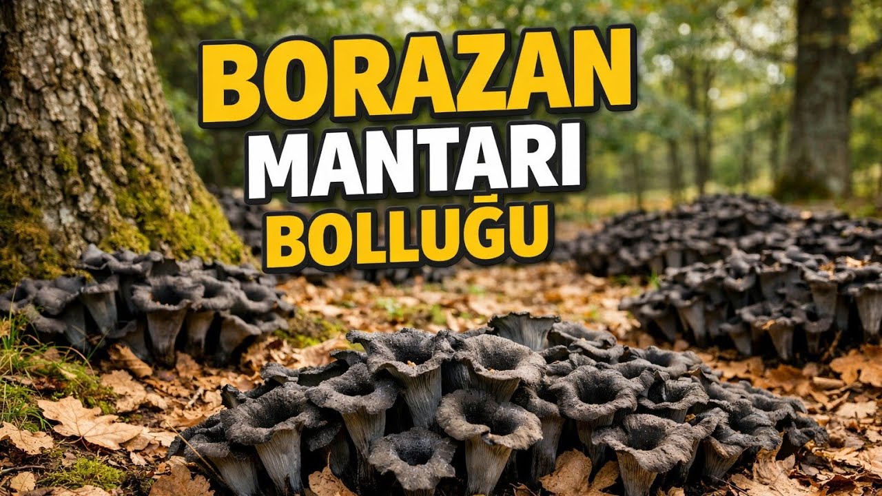 Çanakkale Borazan Mantarı Bolluğu. - YouTube