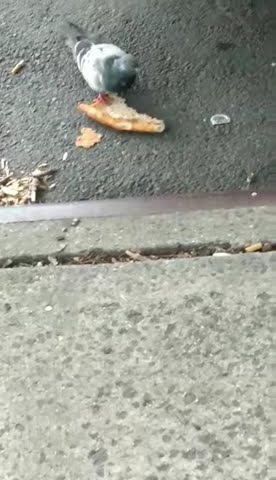 Pigeon eating a slice of pizza #shorts - YouTube