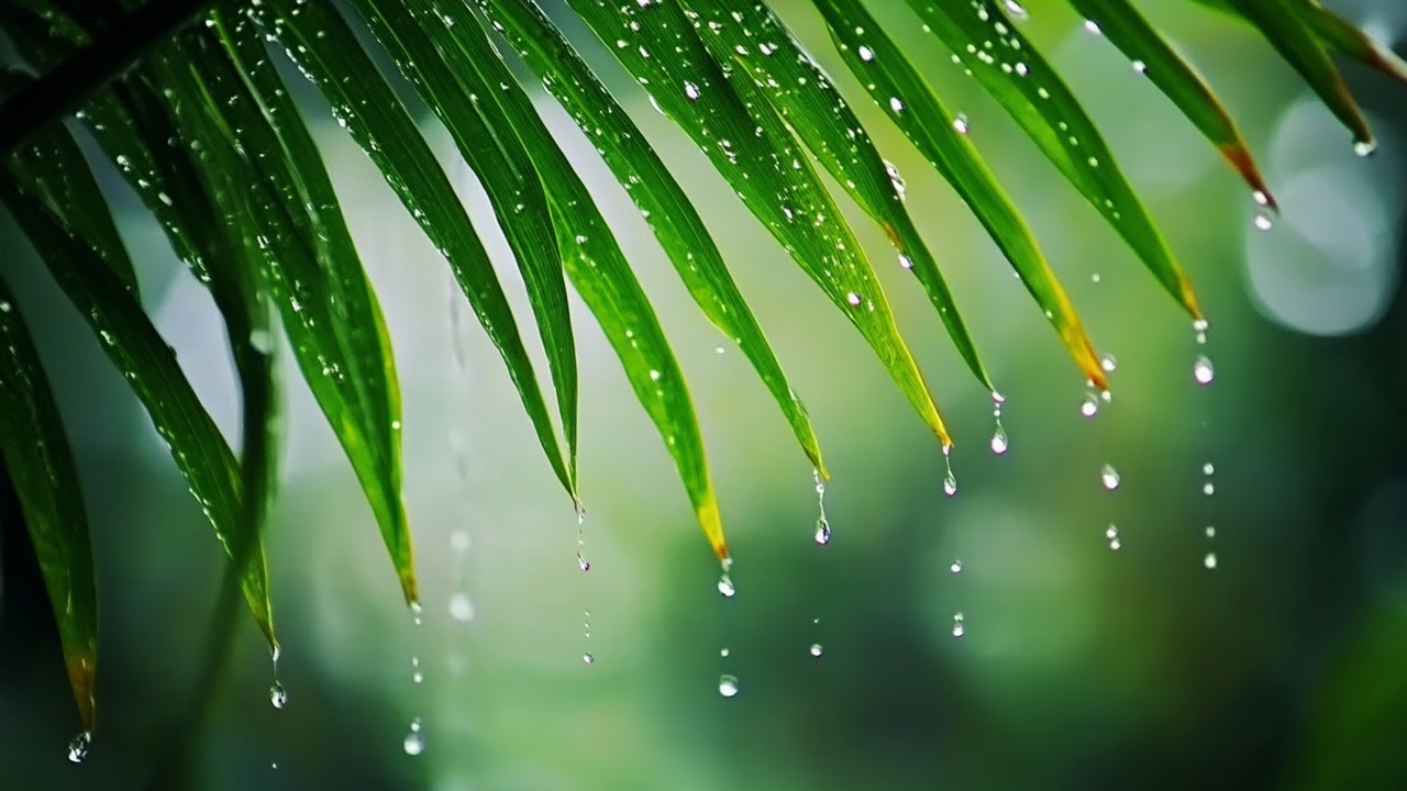 Relaxing Rain and Piano Music | Perfect for Sleep and Stress Relief - YouTube