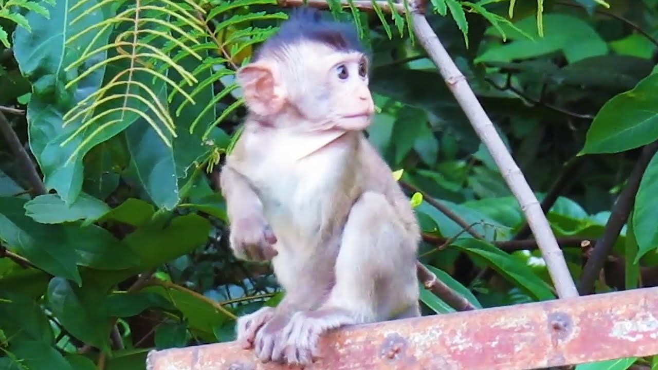 Lovely baby monkey playing around look so fun - YouTube