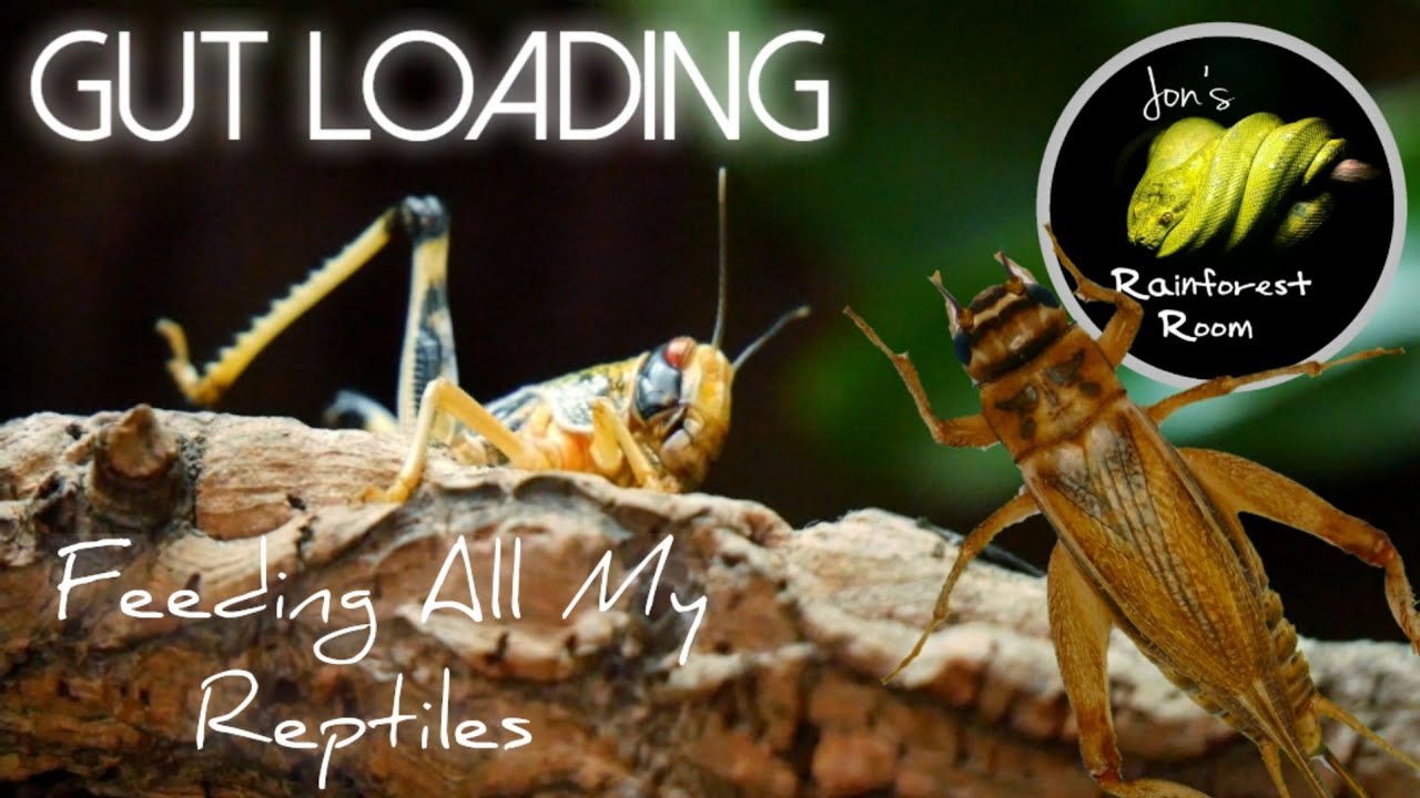 Gut Loading Feeder Insects & Feeding All My Reptiles - YouTube