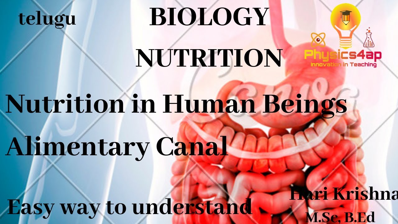 Alimentary canal- Nutrition in Human: Nutrition - YouTube