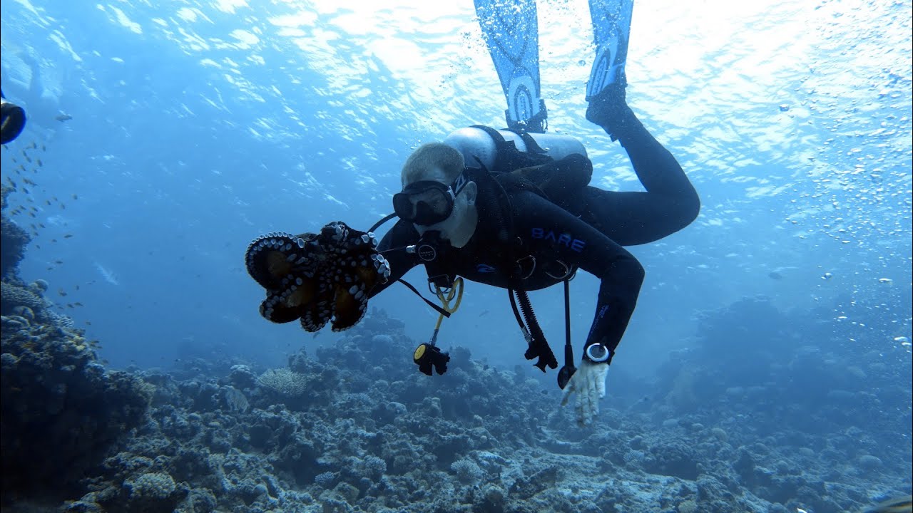 Egypt Dahab Scuba Diving trip 2019 by Slaska Szkola Nurkowania DELFIN ...