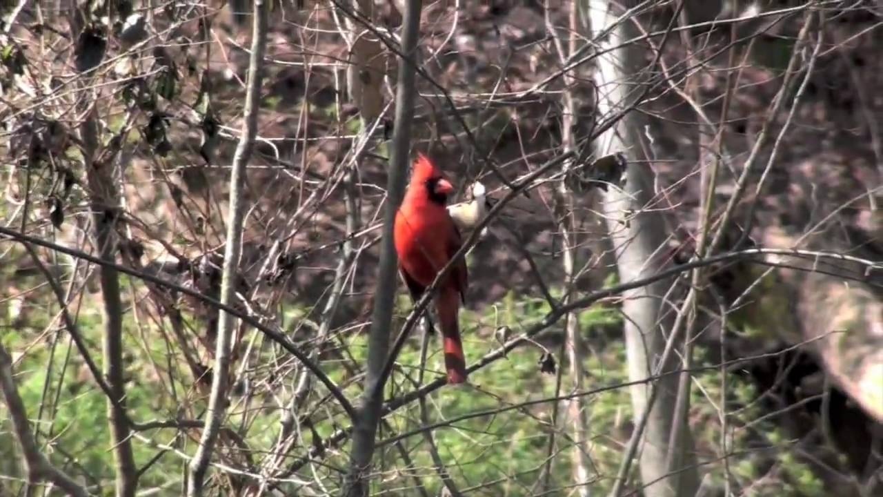 CARDINAL SINGING HD - YouTube