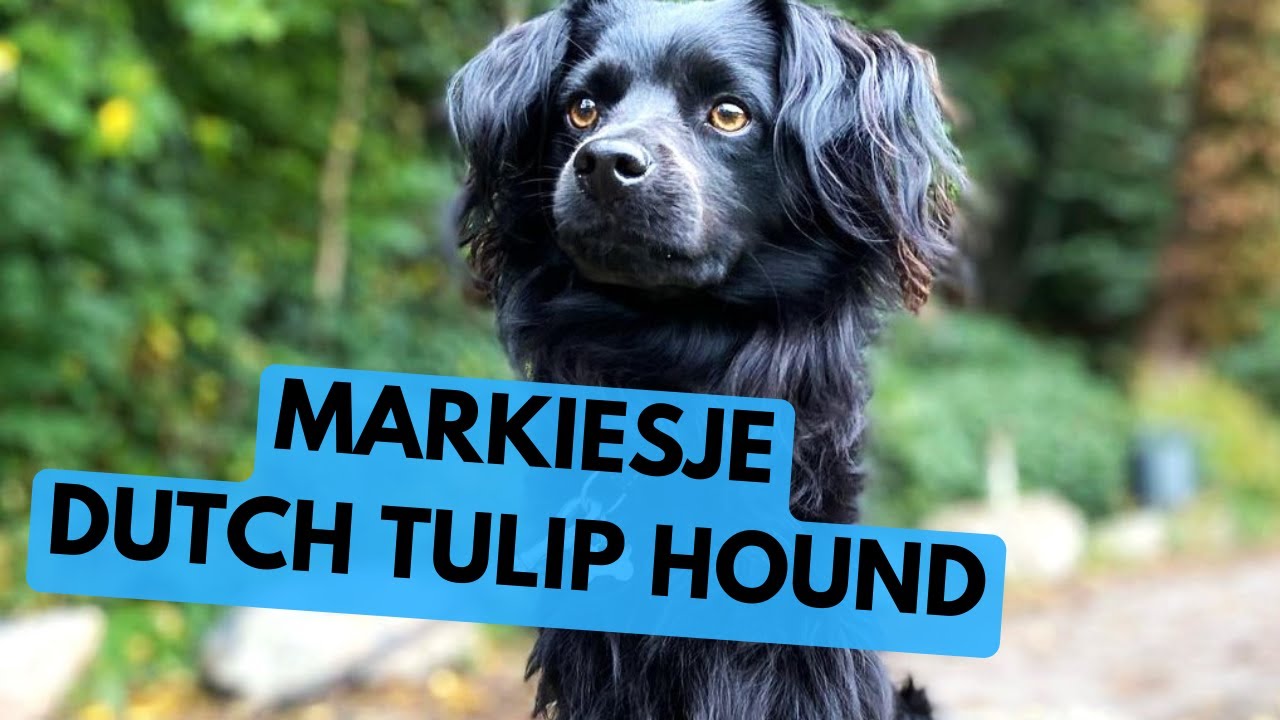 Markiesje - TOP 10 Interesting Facts - Dutch Tulip Hound - YouTube