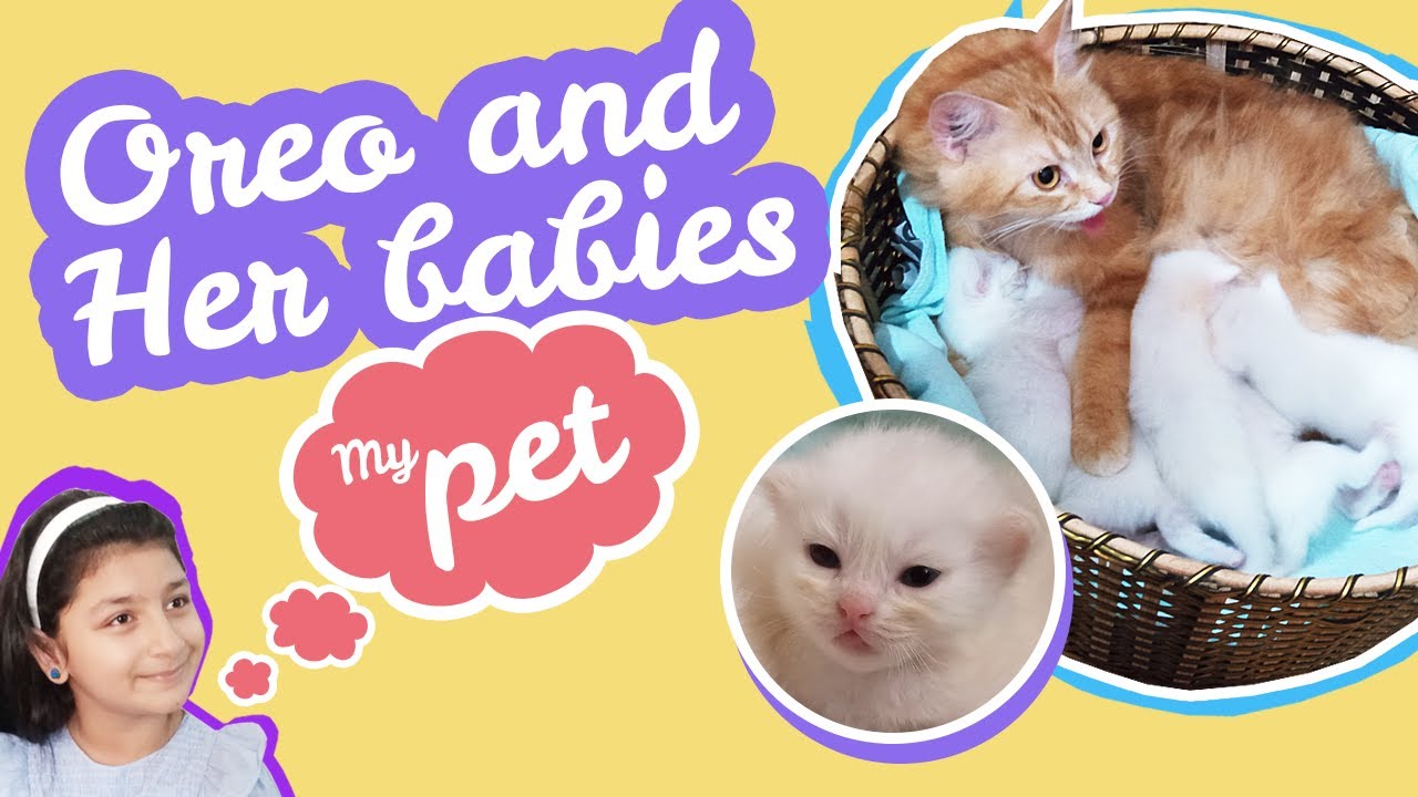 My Pet Cat Oreo and her Adorable Fur balls baby Kittens | Persian Doll ...