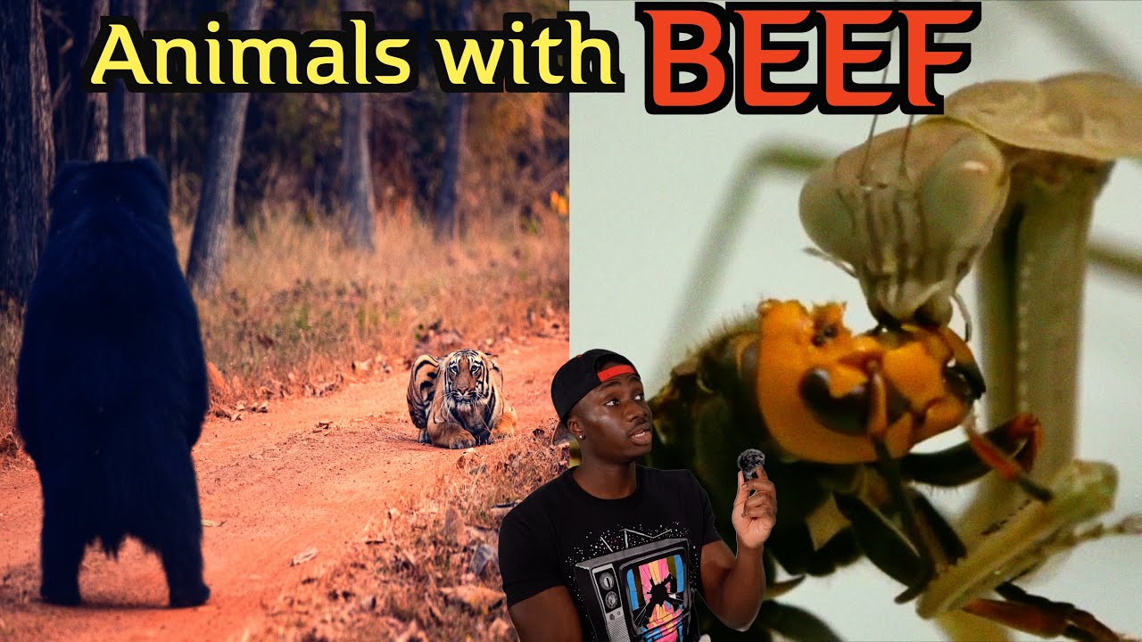 The Most Generational Rivalries in the Animal Kingdom - YouTube