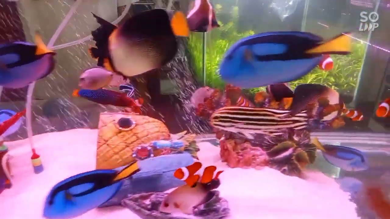 Beautiful Aquarium Coral Reef Fish with Relaxing Music for stress ...