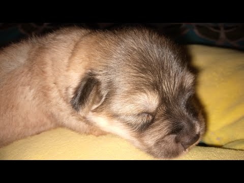 Brilliant and Grateful Dogs - Yes, they do pray | Seeds of Righteousness
