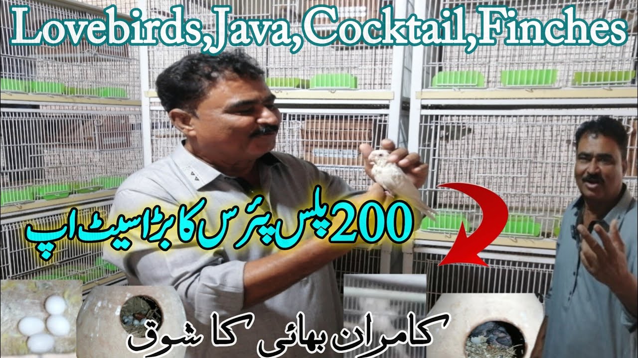 I Visited Big Setup 2024 | 200 + pairs | Lovebirds , Cocktail , Java , Finches | Part 1 - YouTube