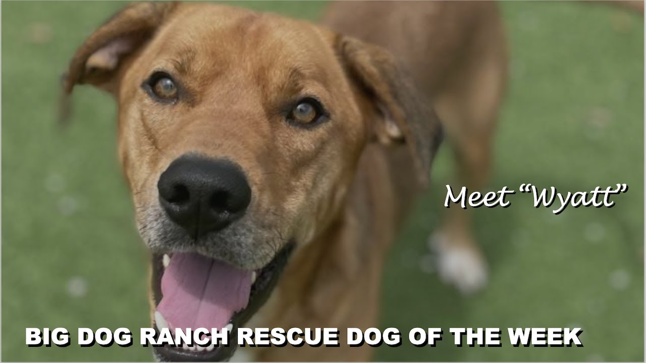 Meet "Wyatt": The Big Dog Ranch Rescue Dog of the Week - YouTube