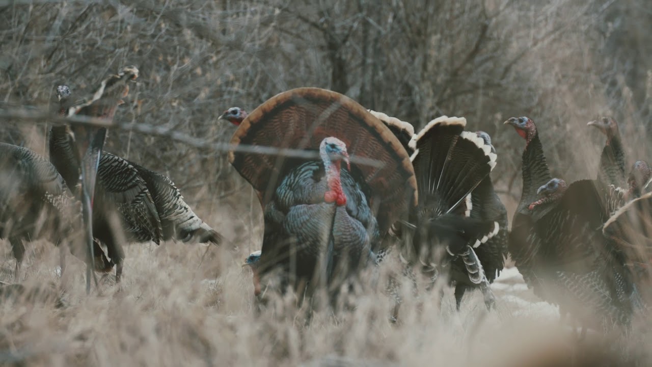Failed Turkey Hunt - The Ultimate Winter Turkey Hunt - YouTube