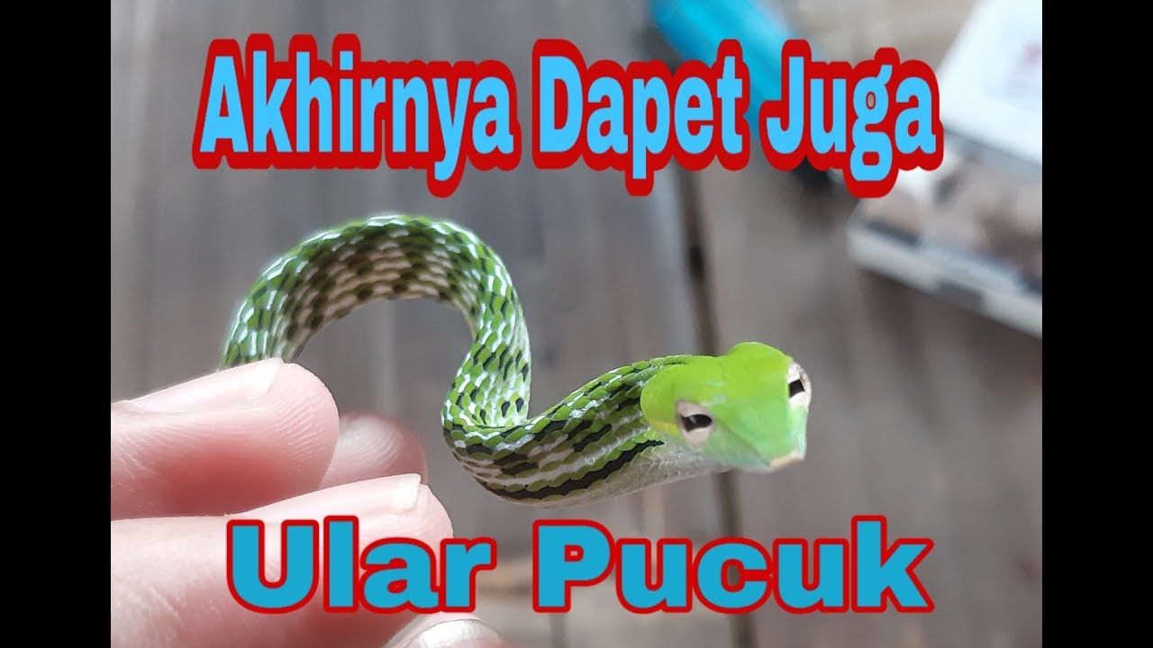 DAPAT ULAR PUCUK HIJAU ( Ahaetulla Prasina ) - YouTube