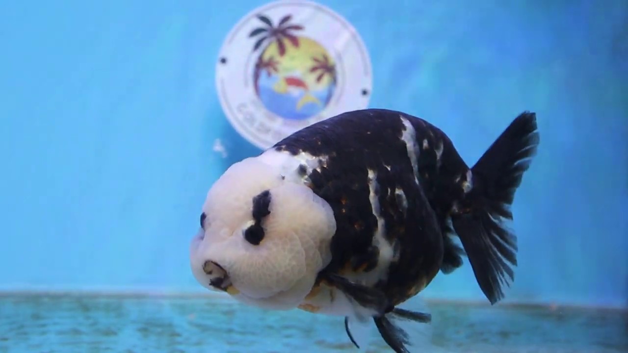 Goldfish Island Black White Ranchu 0321RCBWT4555F349-2 Part 2 - YouTube