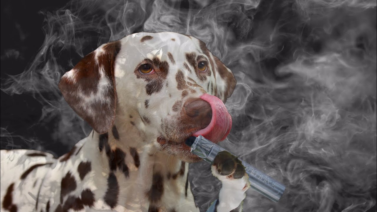 Gaming Moments my dog vapes to - YouTube