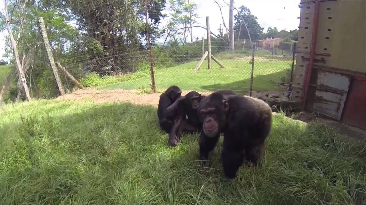 GoPro: Cozy and friends at The Jane Goodall Institute, Chimp Eden - YouTube