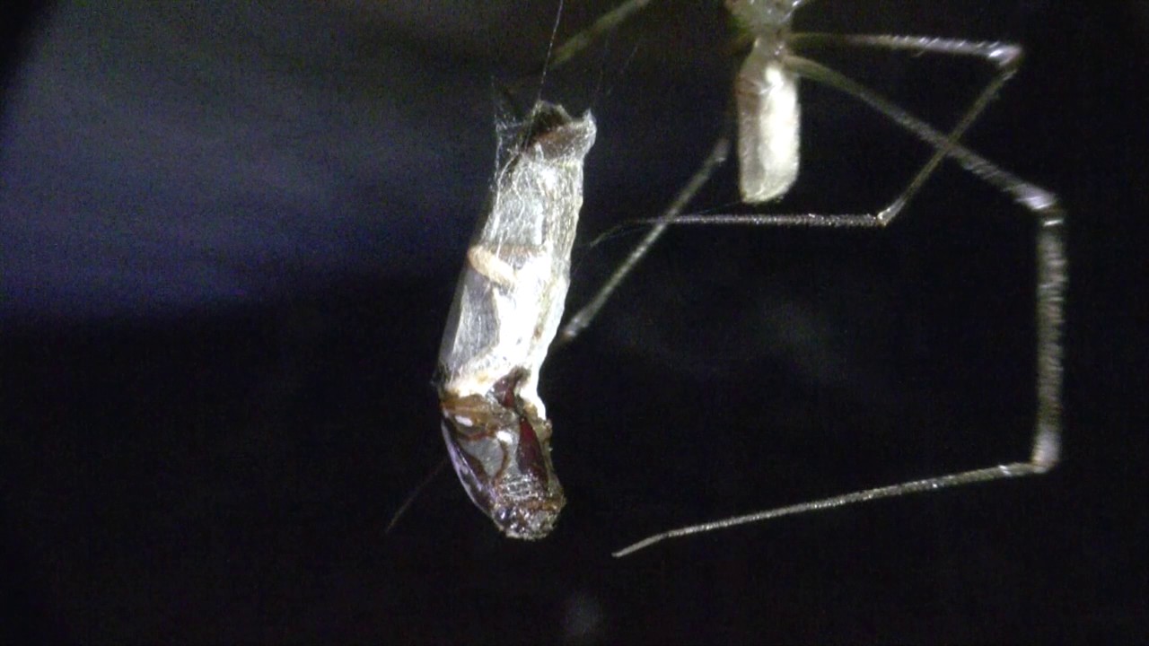 Click Beetle vs Cellar Spider - YouTube