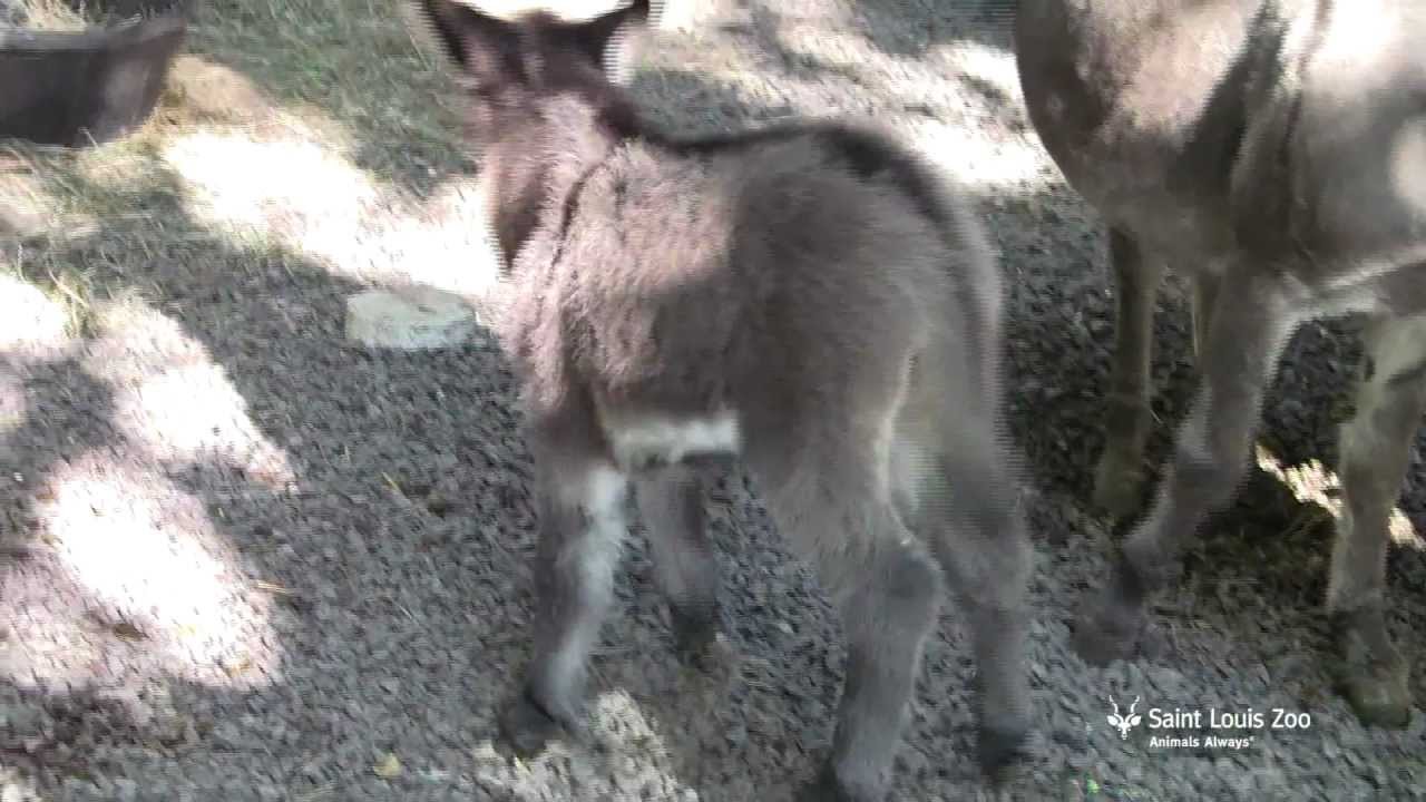 Miniature burro foal at Saint Louis Zoo - YouTube