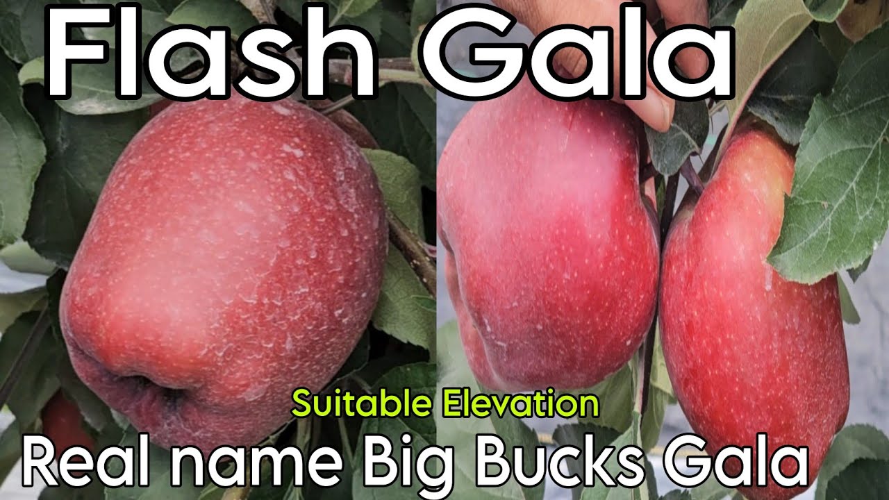 Apple Variety Flash Gala Real Name Big Bucks Gala RMS Bakhol - YouTube