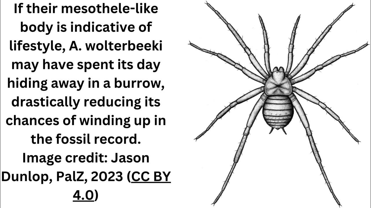 310-Million-Year-Old Fossil Spider Is The Oldest Ever Found In Germany ...