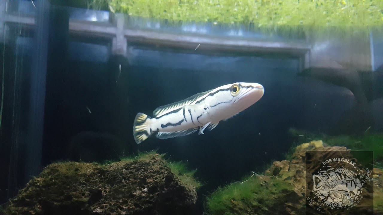 GOLDEN TOMAN !!! - YouTube