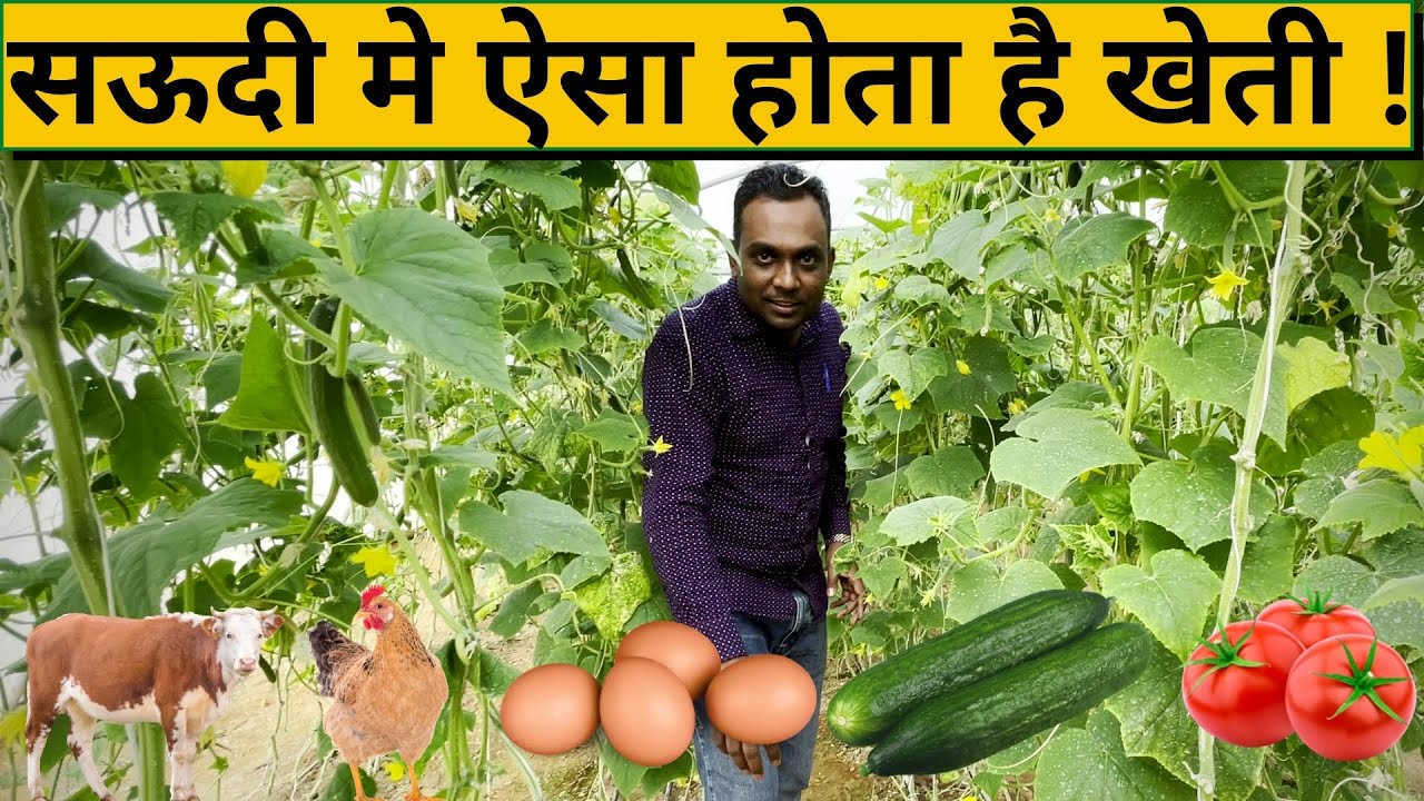 Farming in Saudi Arabia | Saudi Agricultural And Farming | Goat farming ...