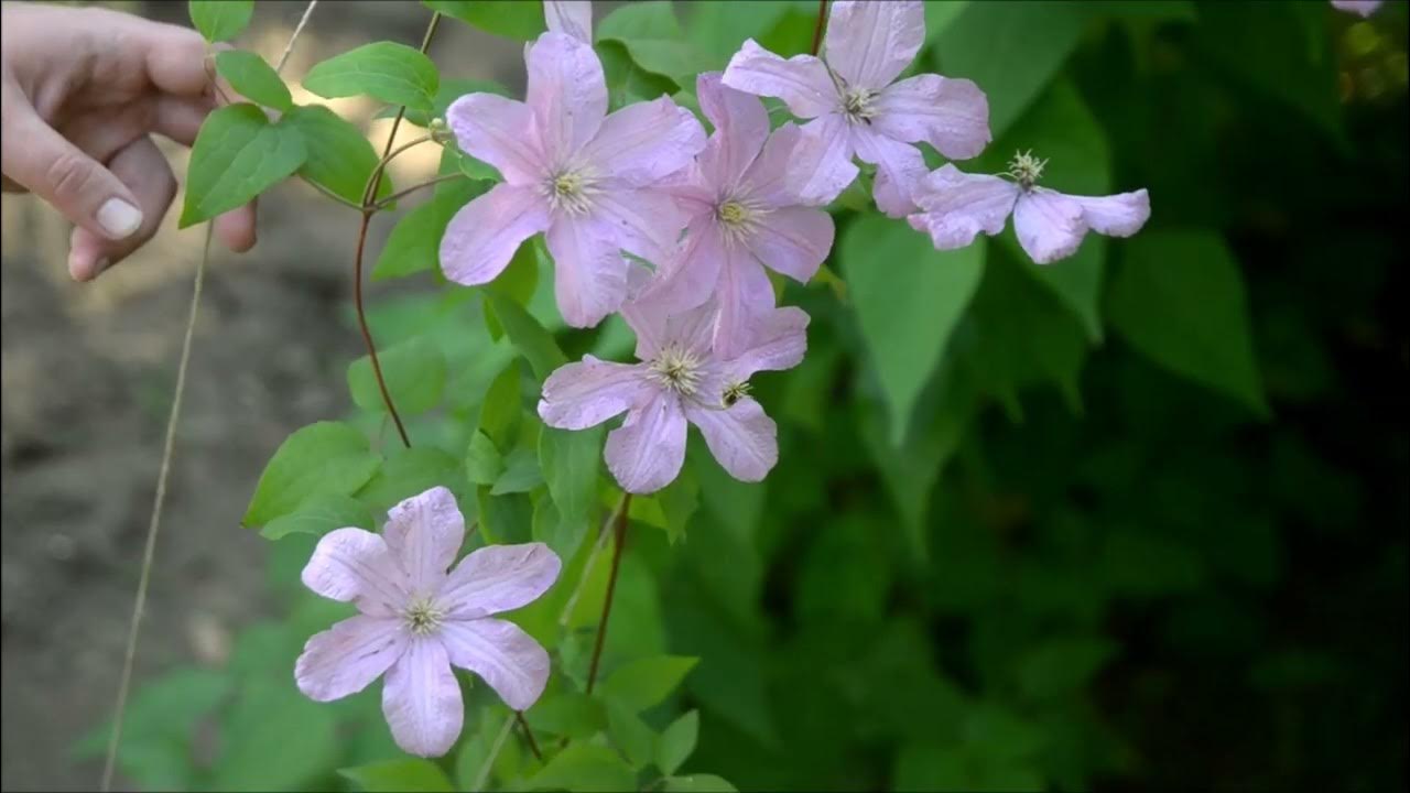 Клематис "Комтесс де Бушо" - YouTube