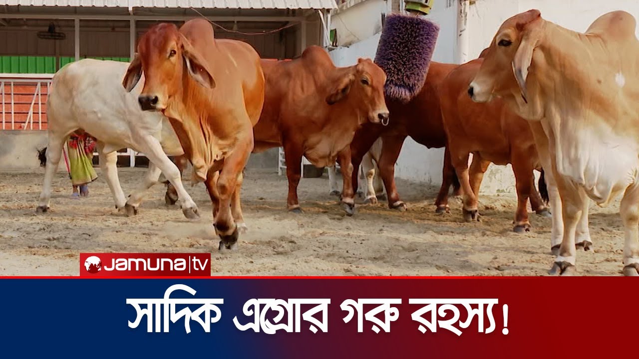 সাদিক এগ্রোর নিষিদ্ধ ব্রাহমা গরু তিন বছর পর আবারও ফিরে পায় কীভাবে ...