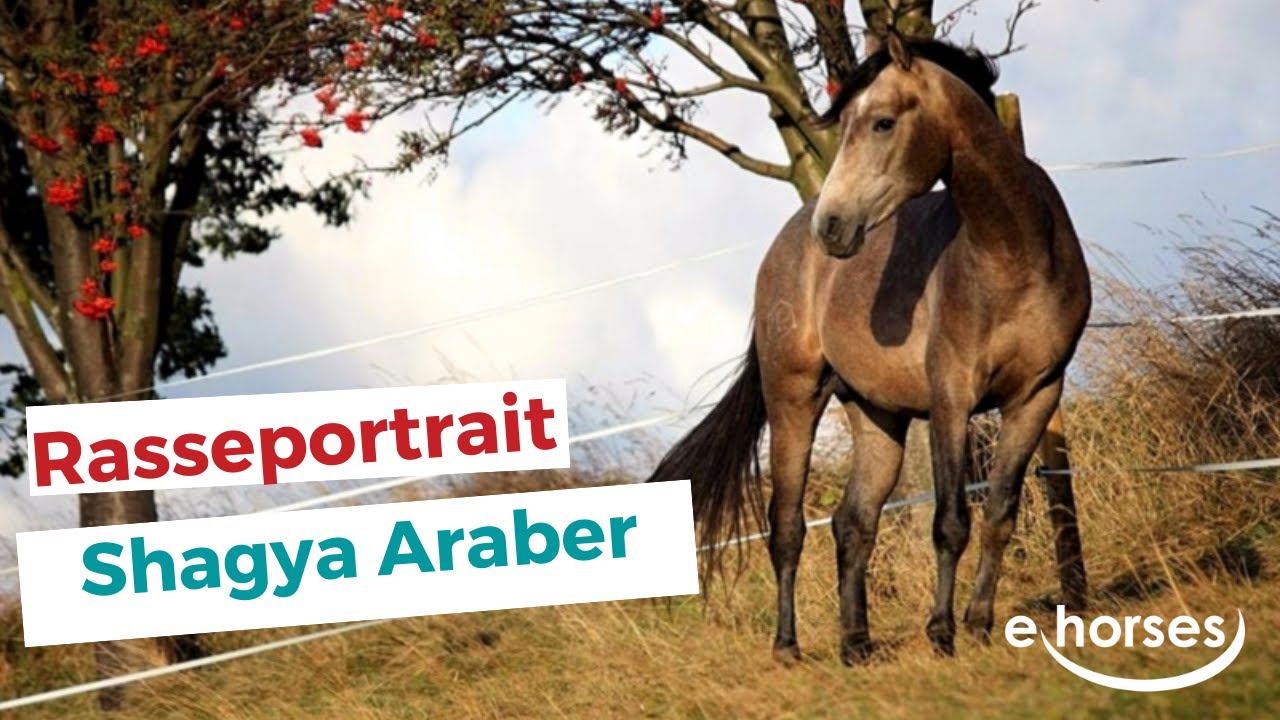 Der Shagya Araber im Rasseportrait - YouTube