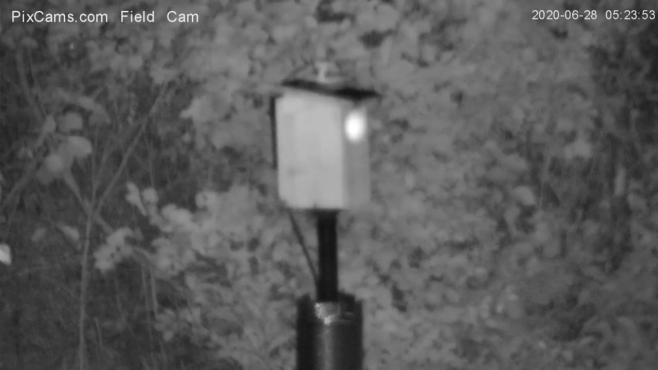 Field Cam Live Stream - YouTube