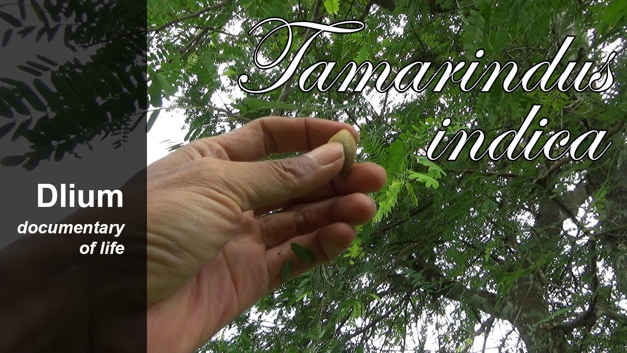 Tamarind (Tamarindus indica) - part 1 - YouTube