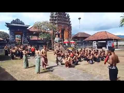 Inilah Tradisi Megoak - Goakan di Desa Panji Buleleng - Bali - YouTube
