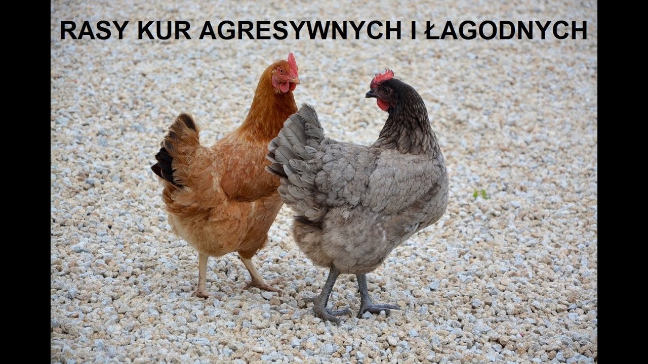 Odcinek 1608 RASY KUR AGRESYWNYCH I ŁAGODNYCH DO PRZYDOMOWEGO CHOWU ...