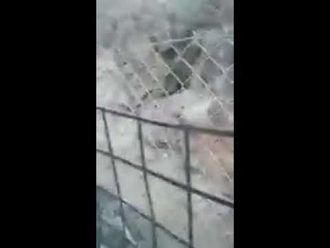 Vahhabiler'den Hz Peygamberin izini silme çalışması