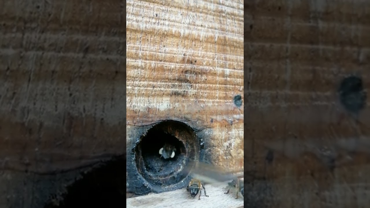 Melipona costaricensis Jicote Barcino - YouTube