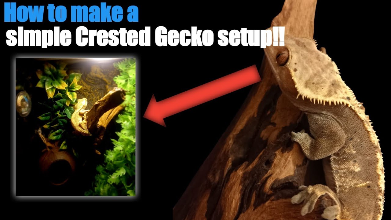 How to make a Simple* Crested Gecko setup!! - YouTube