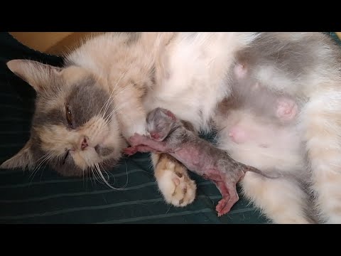 Newborn Kitten Struggling To Drink Milk And Mother Cat Struggling To Feed Milk