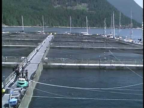 Van Isle 360 Sailing Race to BC Salmon Farm - YouTube